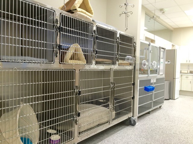 Surrey Veterinary Clinic Tour | All Creatures Animal Hospital