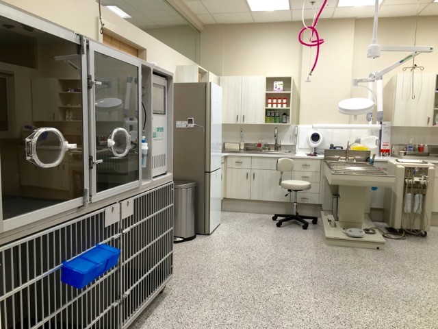 Surrey Veterinary Clinic Tour | All Creatures Animal Hospital